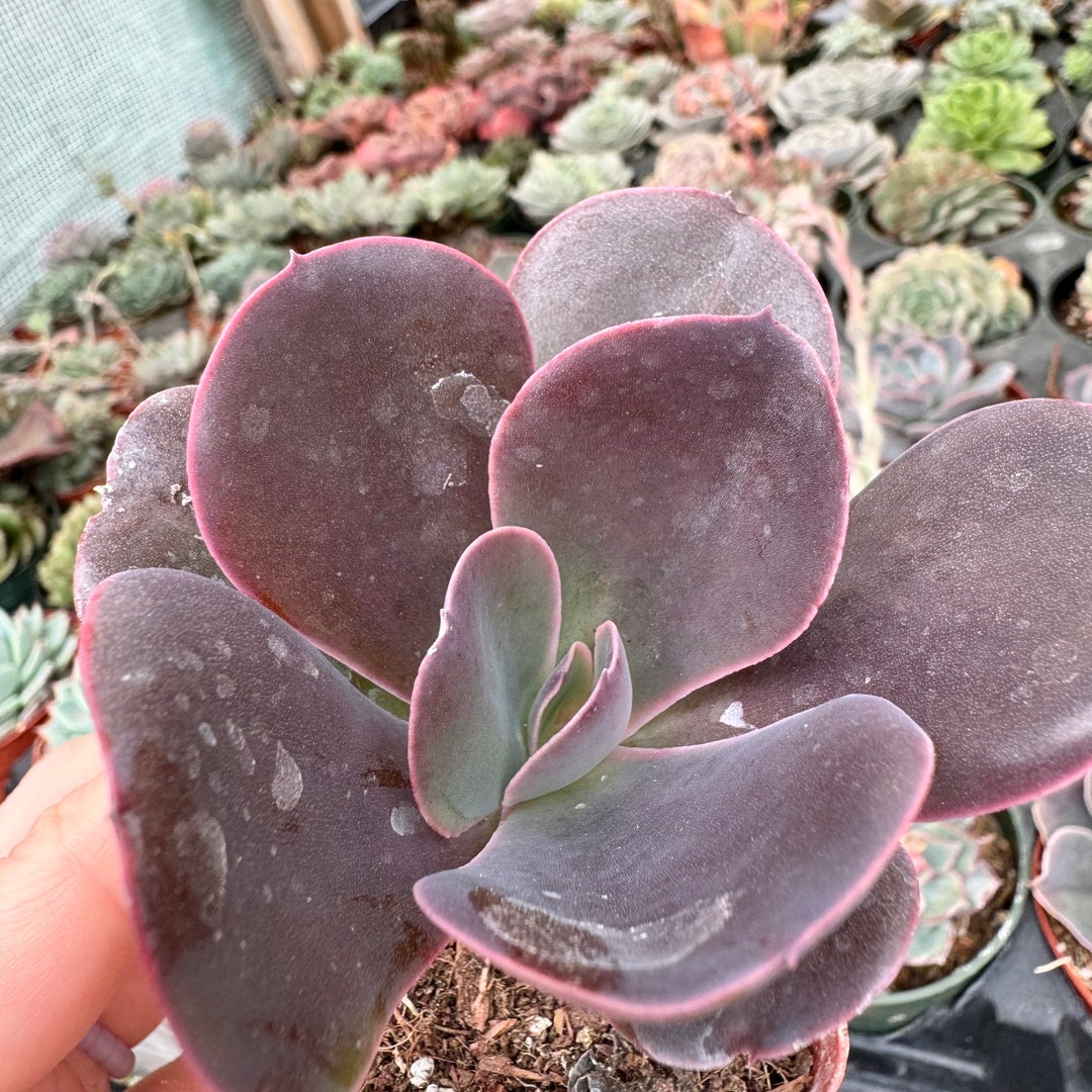 Echeveria Hortencia Purple Wavy Leaf Succulent Plant - Etsy