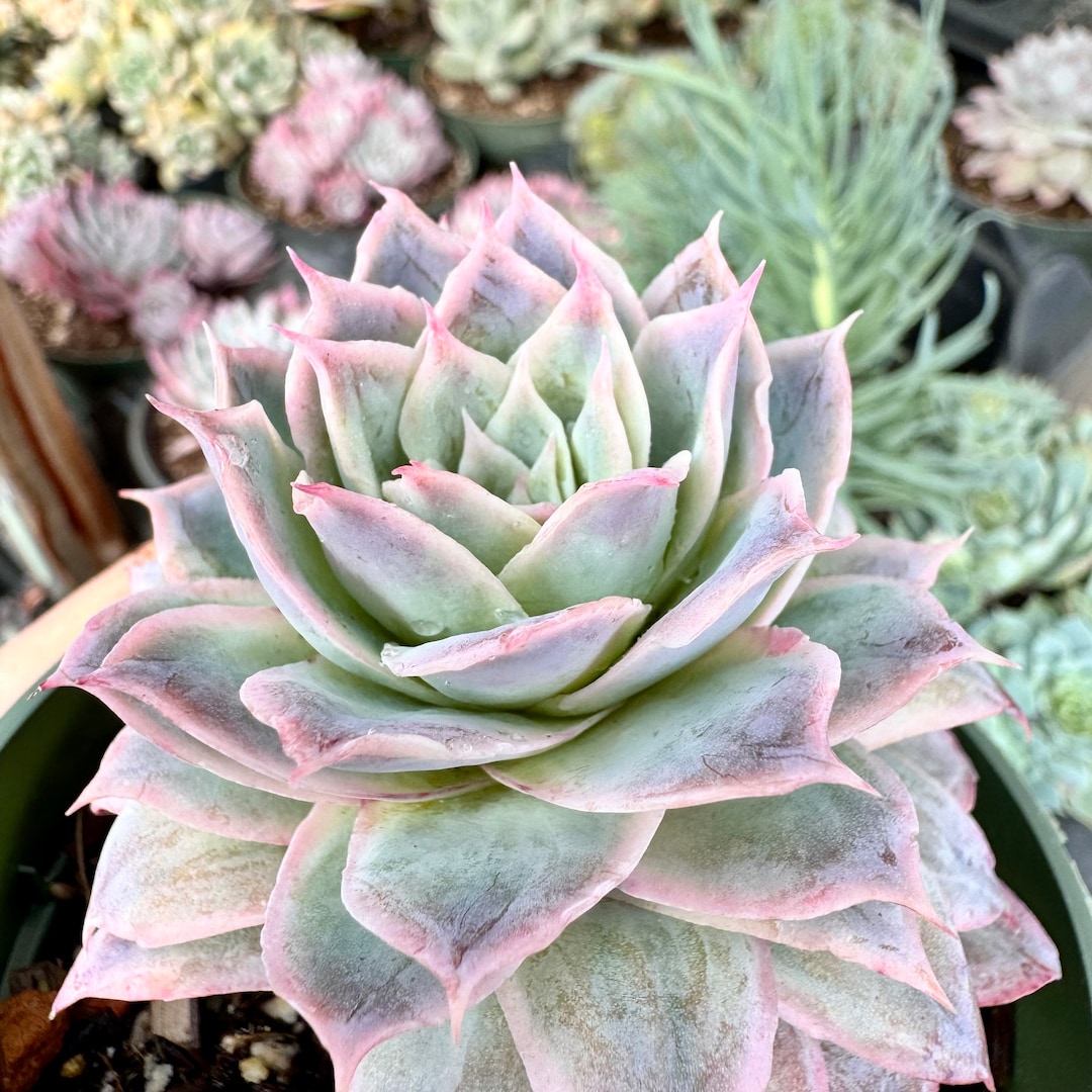 Rare Echeveria Rose Queen Blue & Pink Live Succulent Plant - Etsy
