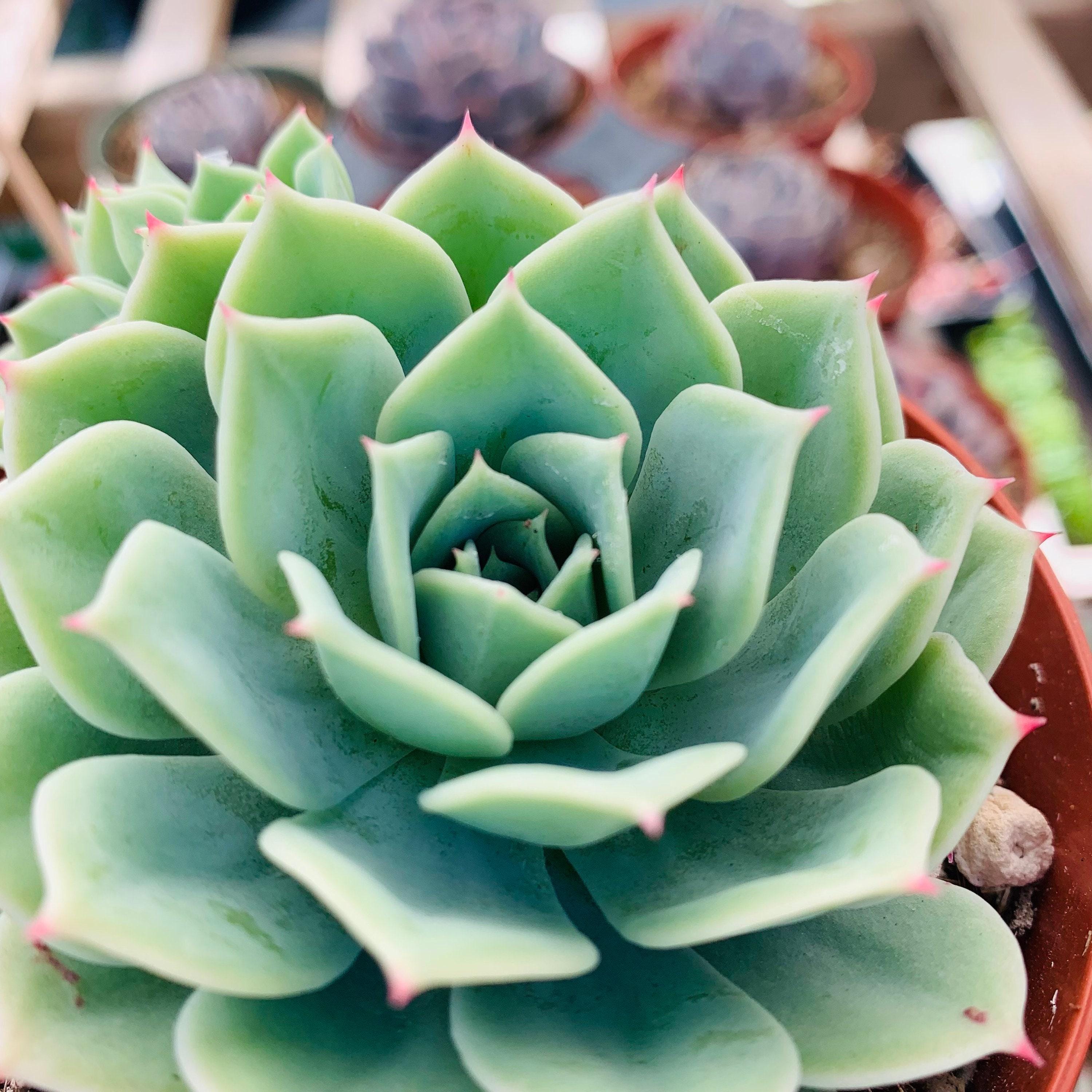 Echeveria Green Abalone | Live Succulent Plant - Etsy