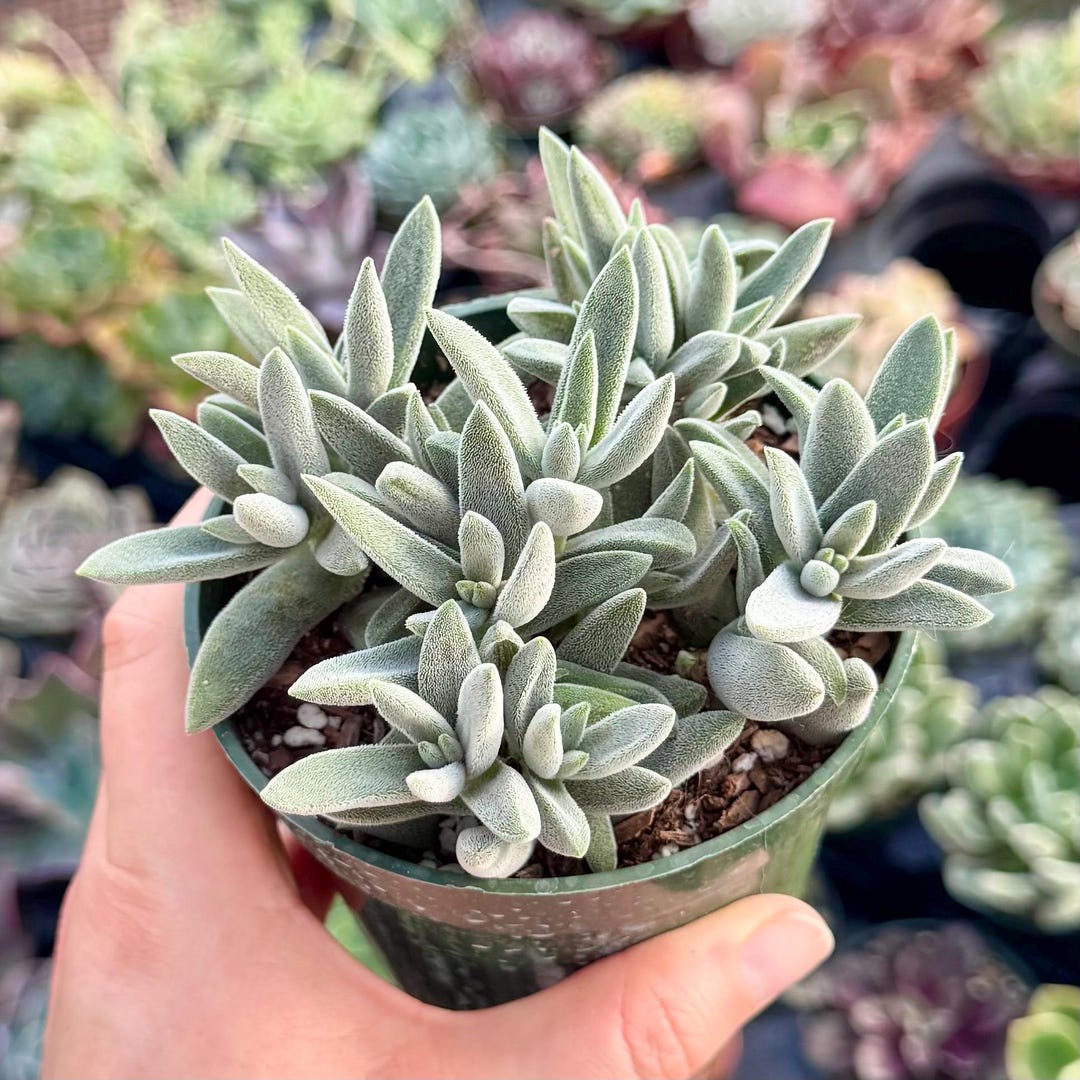 Crassula Mesembryanthemoides 'tenelli' | Live Succulent Plant - Etsy