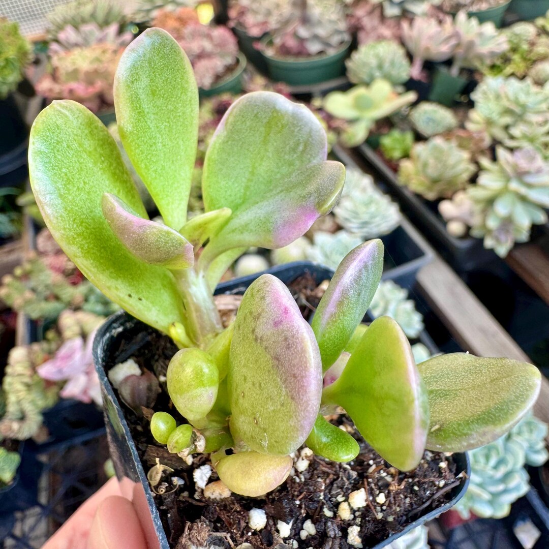 Variegated Trailing Jade, Weeping Jade Variegata - Etsy