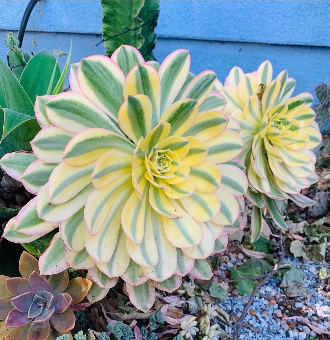 Aeonium Sunburst - Variegated Live Succulent Plant - Etsy