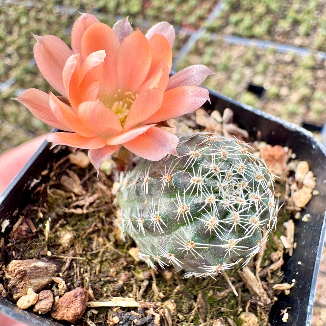 Rebutia Pygmaea Cactus | Small Clumping Succulent | Orange Blooms ...