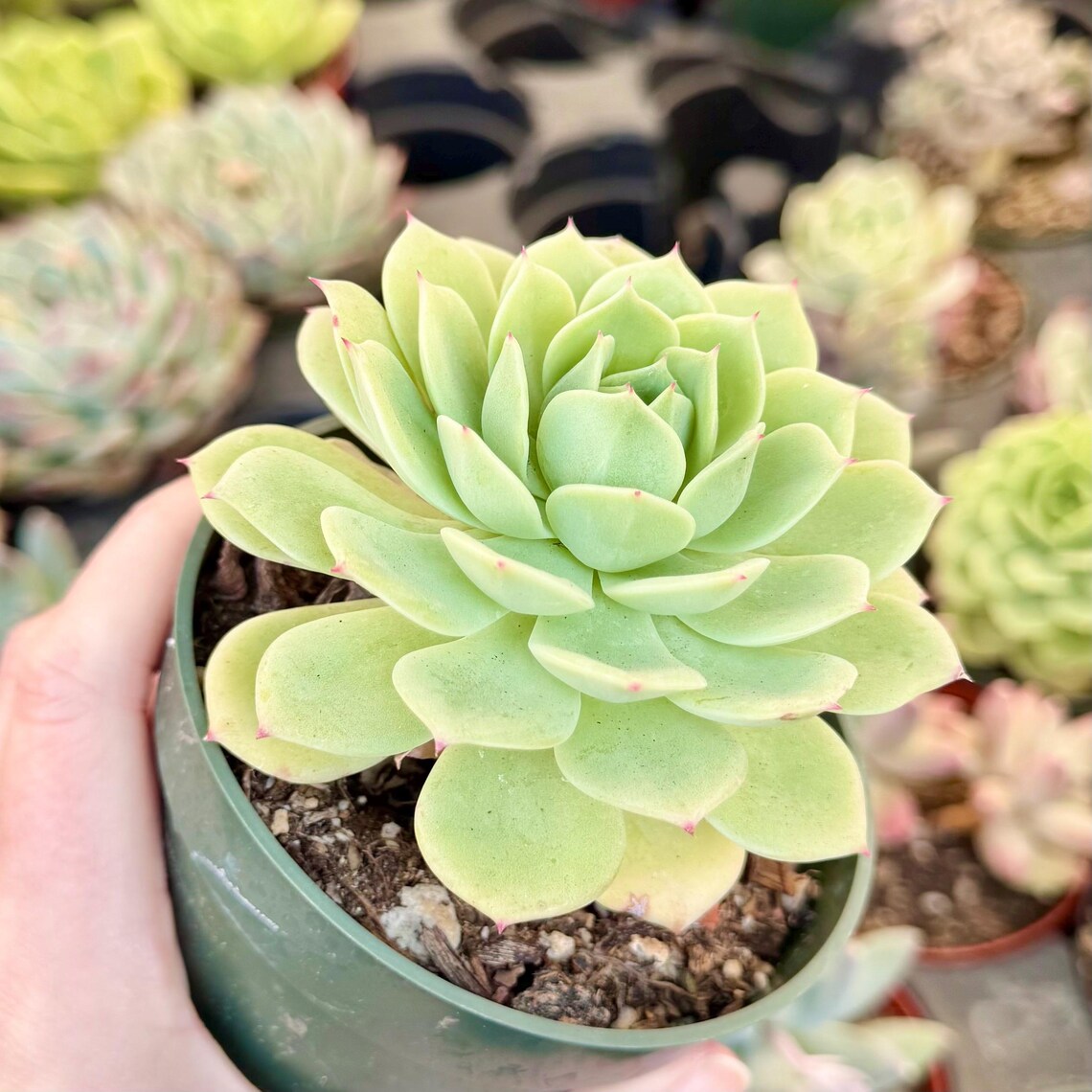 Echeveria Green Abalone | Live Succulent Plant - Etsy