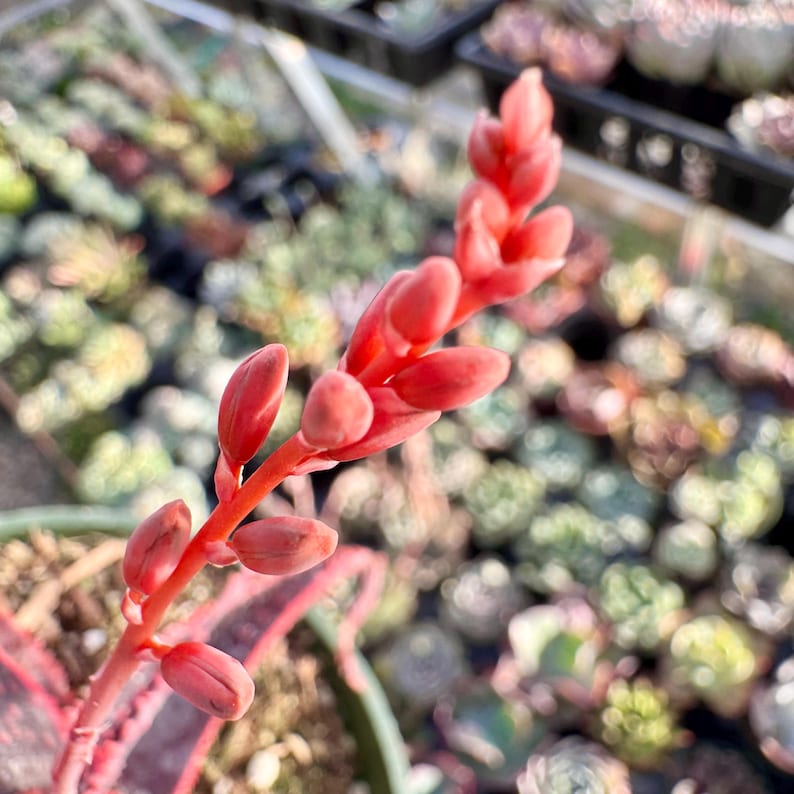 Aloe Christmas Carol | Live Succulent Plant - Etsy