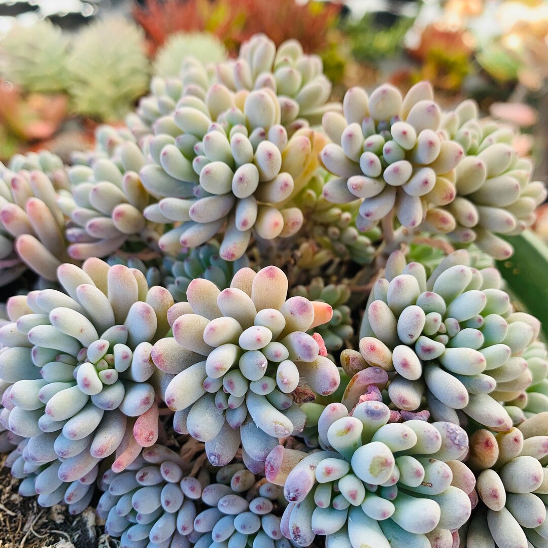Graptopetalum Pachyphyllum “blue Beans” - Cute Blue and Pink Live ...