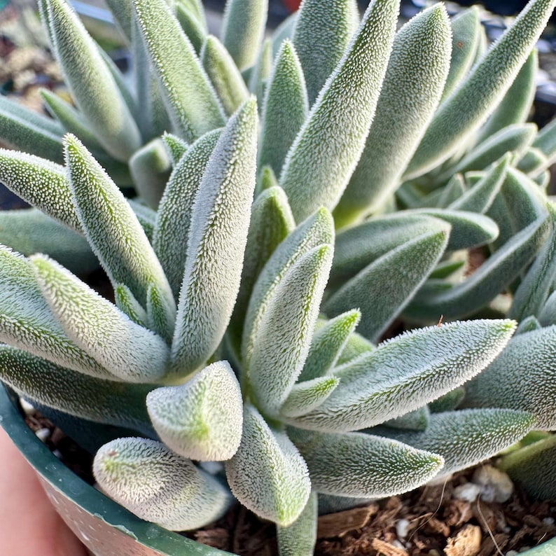 Crassula Mesembryanthemoides 'tenelli' | Live Succulent Plant - Etsy