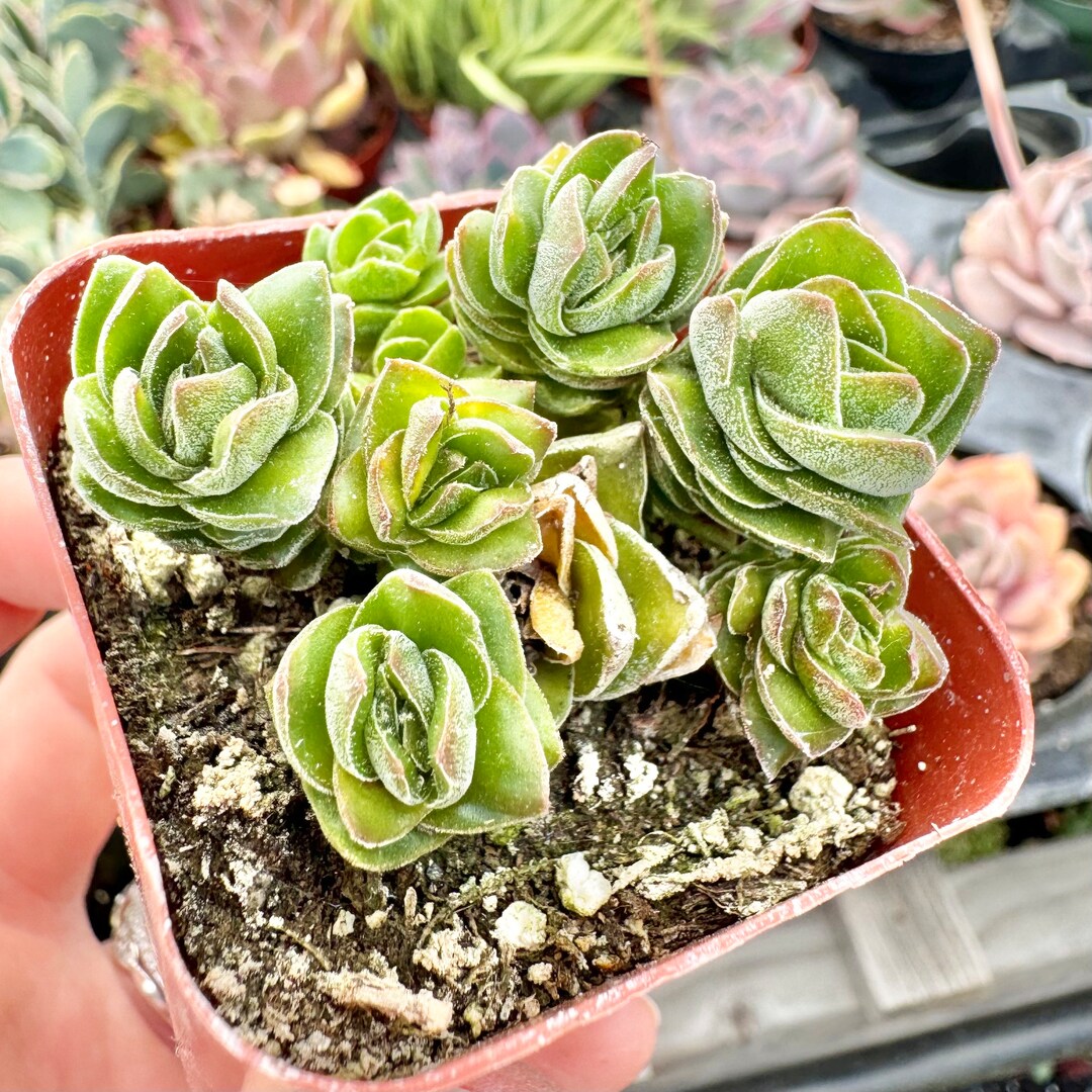 Cluster: Crassula Buddha’s Temple (exact Plants, 2” Pots) - Etsy
