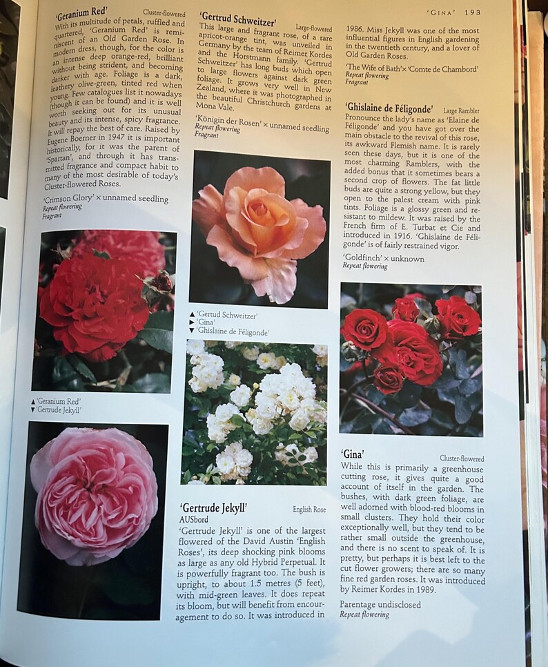 The Ultimate Rose Book-- Vintage 1930s Hardcover - Etsy