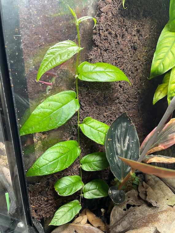 Ficus Radicans Cutting Vivarium/terrarium - Etsy