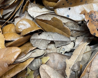 Live Oak Leaf Litter - Etsy
