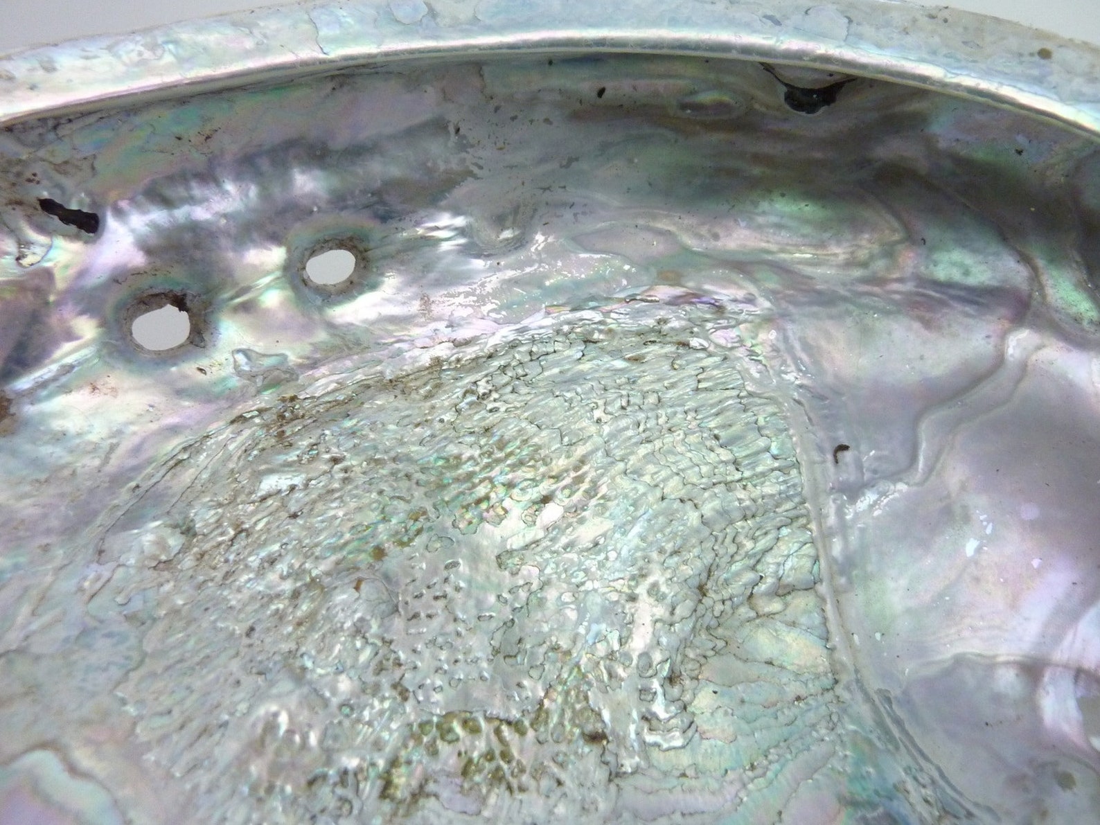 Large Vintage Iridescent Abalone Seashell Fish Tank, Tropical Chic ...