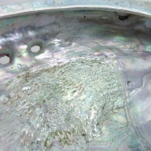 Large Vintage Iridescent Abalone Seashell Fish Tank, Tropical Chic ...