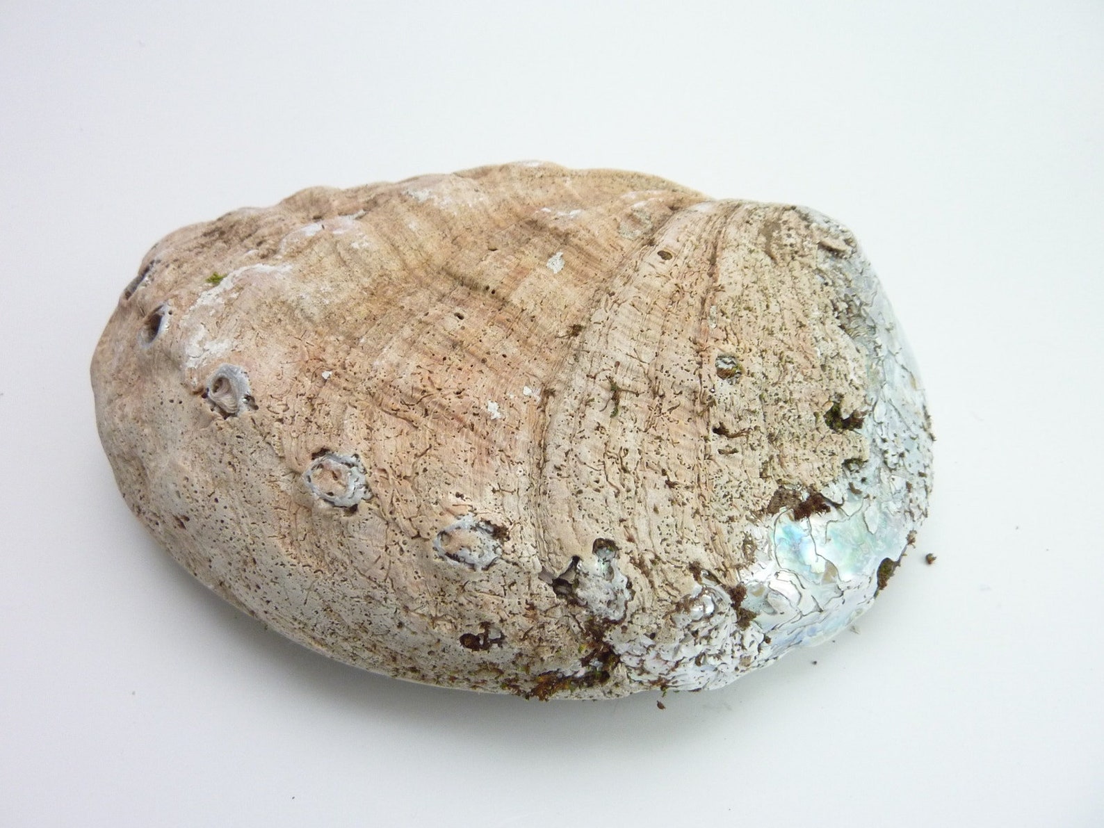 Large Vintage Iridescent Abalone Seashell Fish Tank, Tropical Chic ...