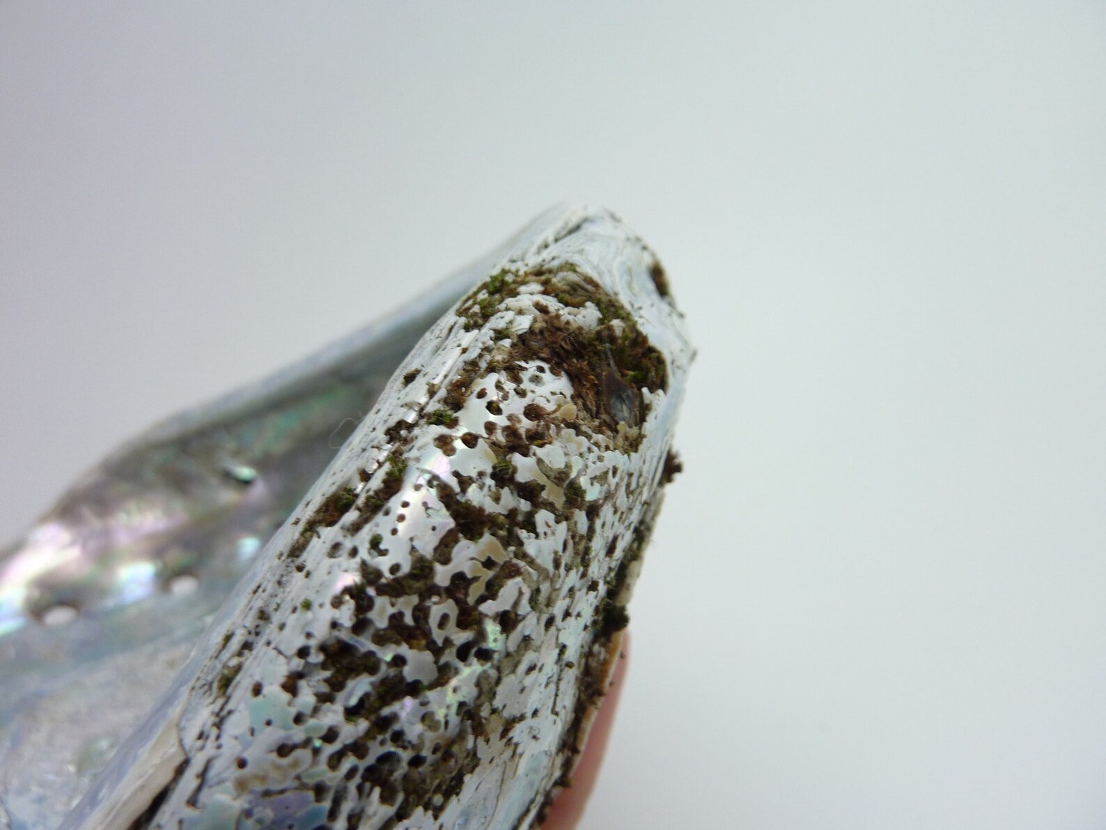 Large Vintage Iridescent Abalone Seashell Fish Tank, Tropical Chic ...