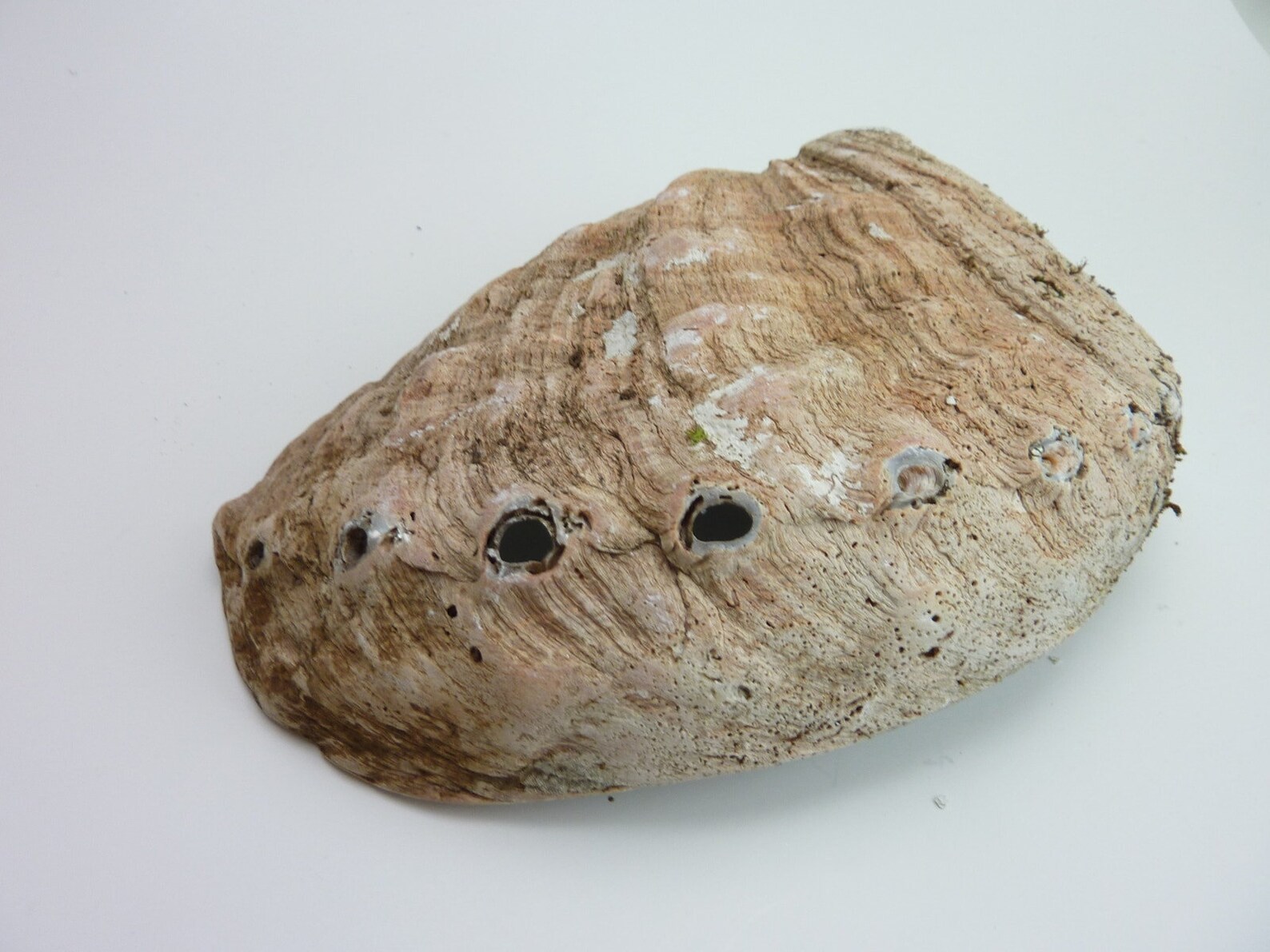 Large Vintage Iridescent Abalone Seashell Fish Tank, Tropical Chic ...