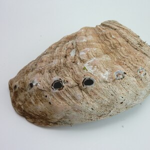 Large Vintage Iridescent Abalone Seashell Fish Tank, Tropical Chic ...