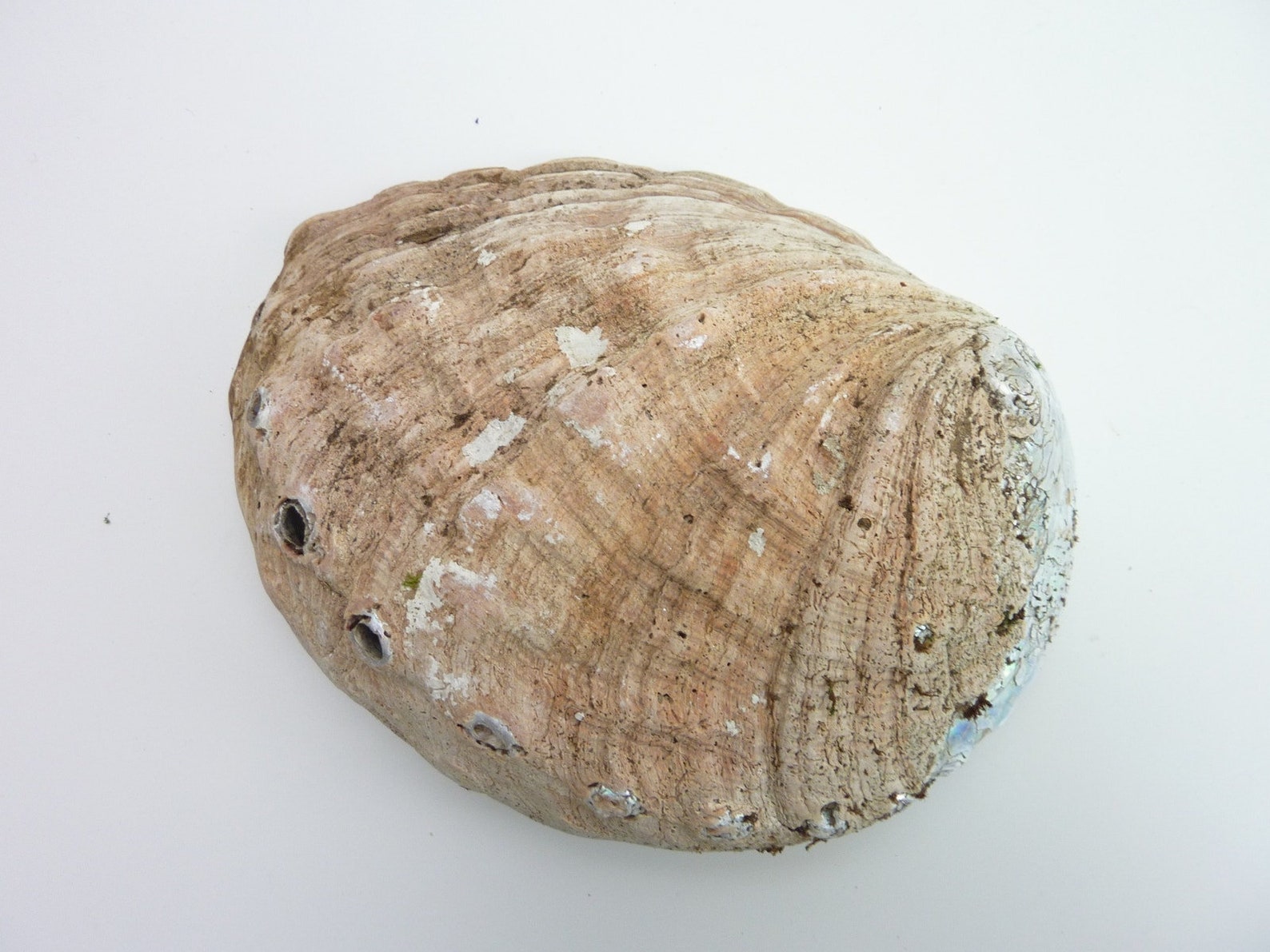 Large Vintage Iridescent Abalone Seashell Fish Tank, Tropical Chic ...