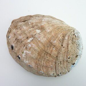 Large Vintage Iridescent Abalone Seashell Fish Tank, Tropical Chic ...