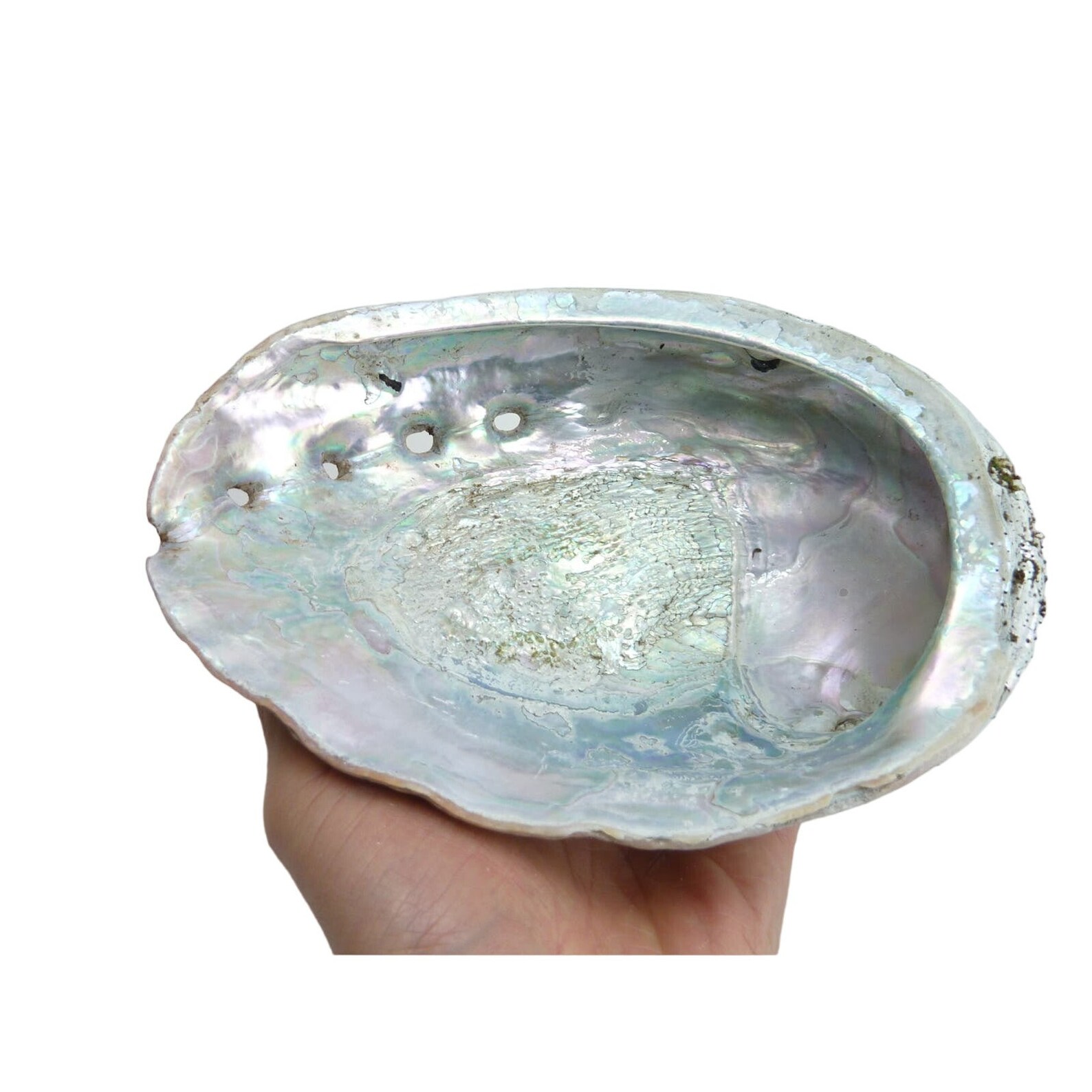 Large Vintage Iridescent Abalone Seashell Fish Tank, Tropical Chic ...