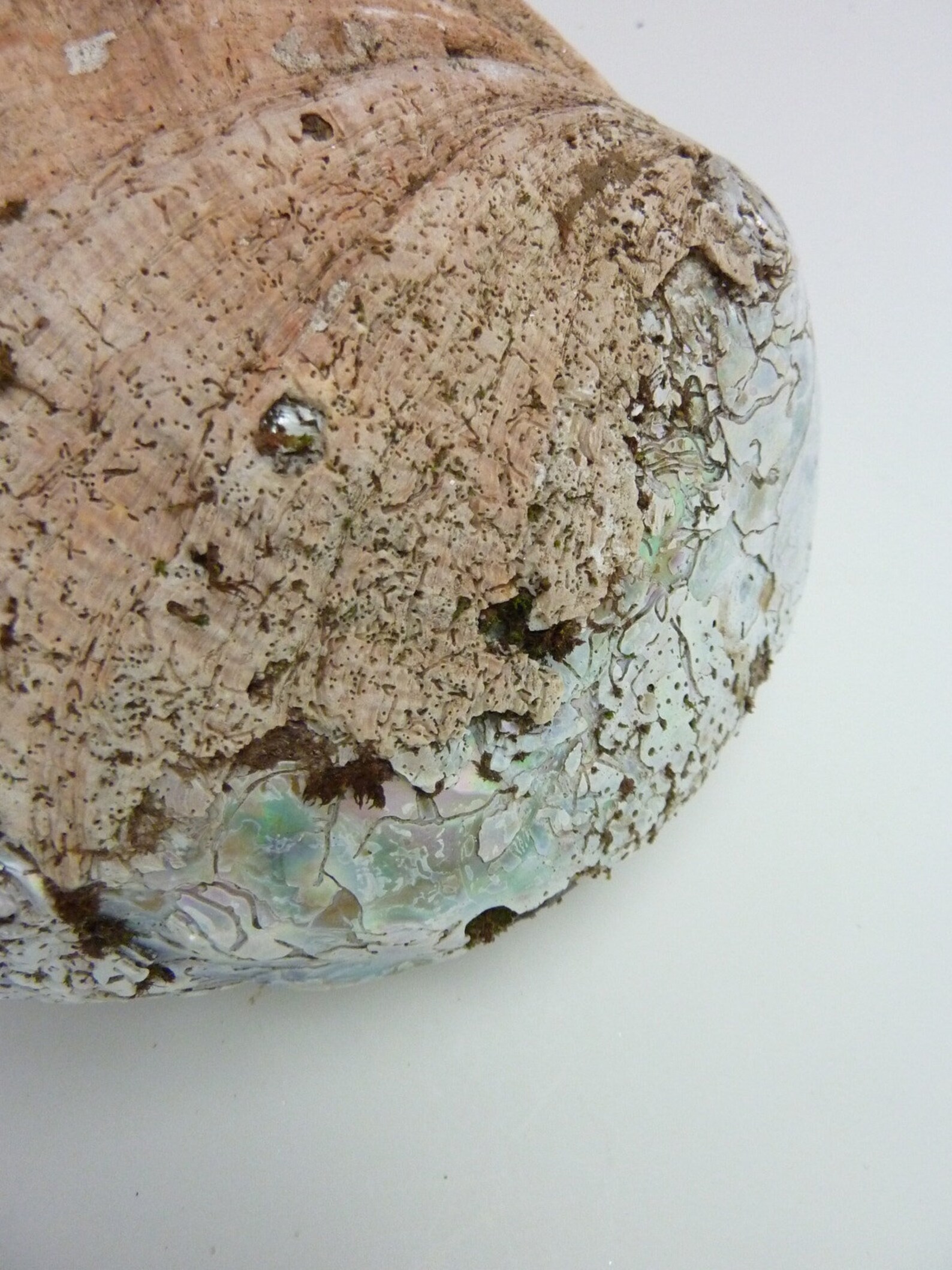 Large Vintage Iridescent Abalone Seashell Fish Tank, Tropical Chic ...