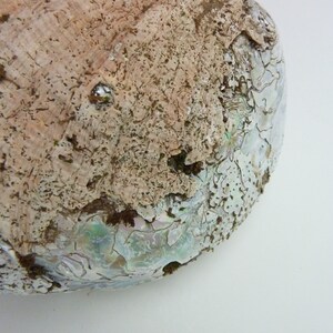 Large Vintage Iridescent Abalone Seashell Fish Tank, Tropical Chic ...