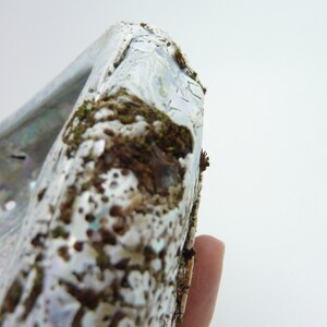 Large Vintage Iridescent Abalone Seashell Fish Tank, Tropical Chic ...