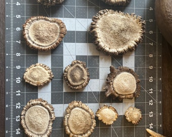 Deer Antler Burrs - Etsy