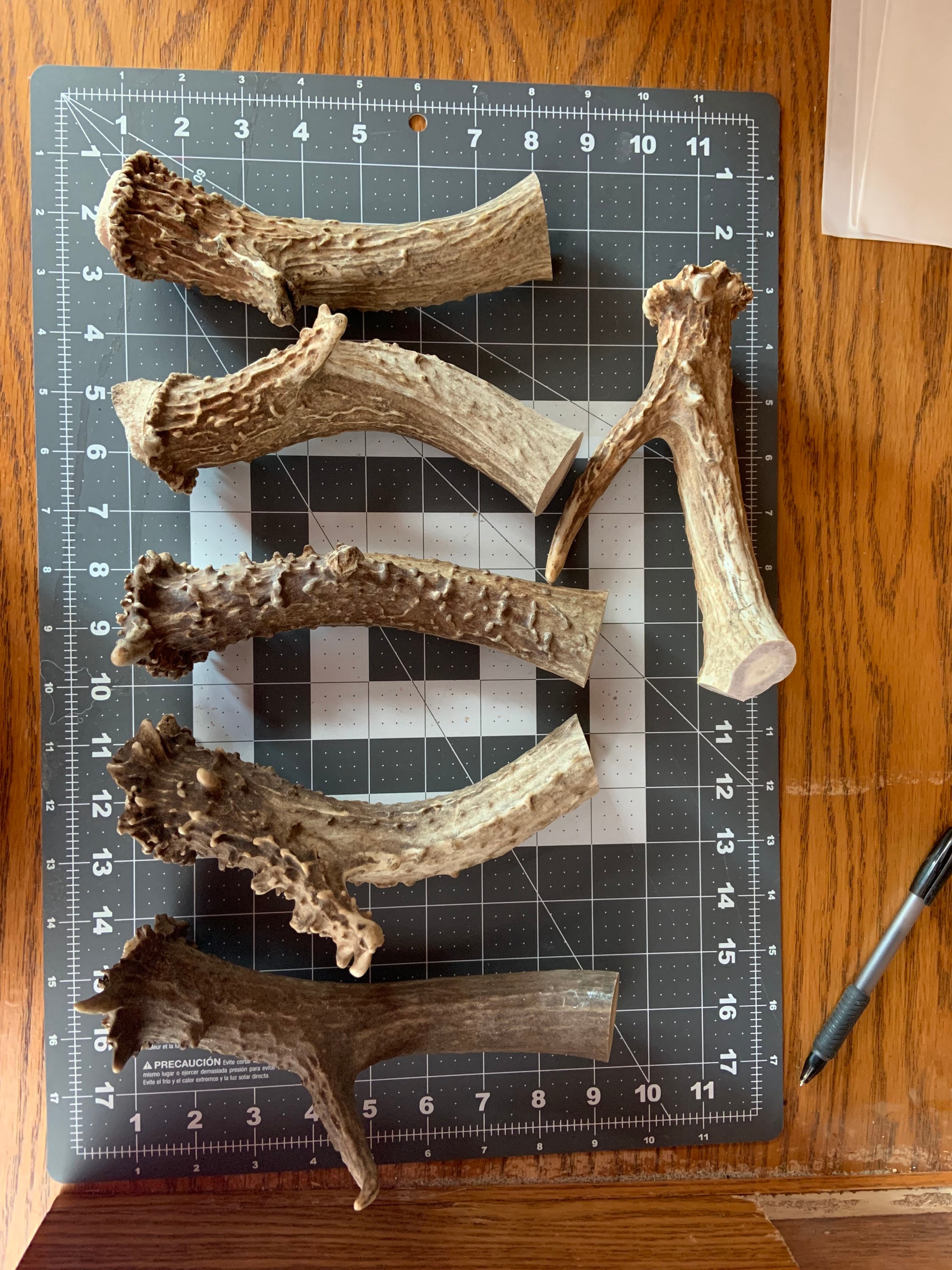 Mule Deer Antler Base - Etsy