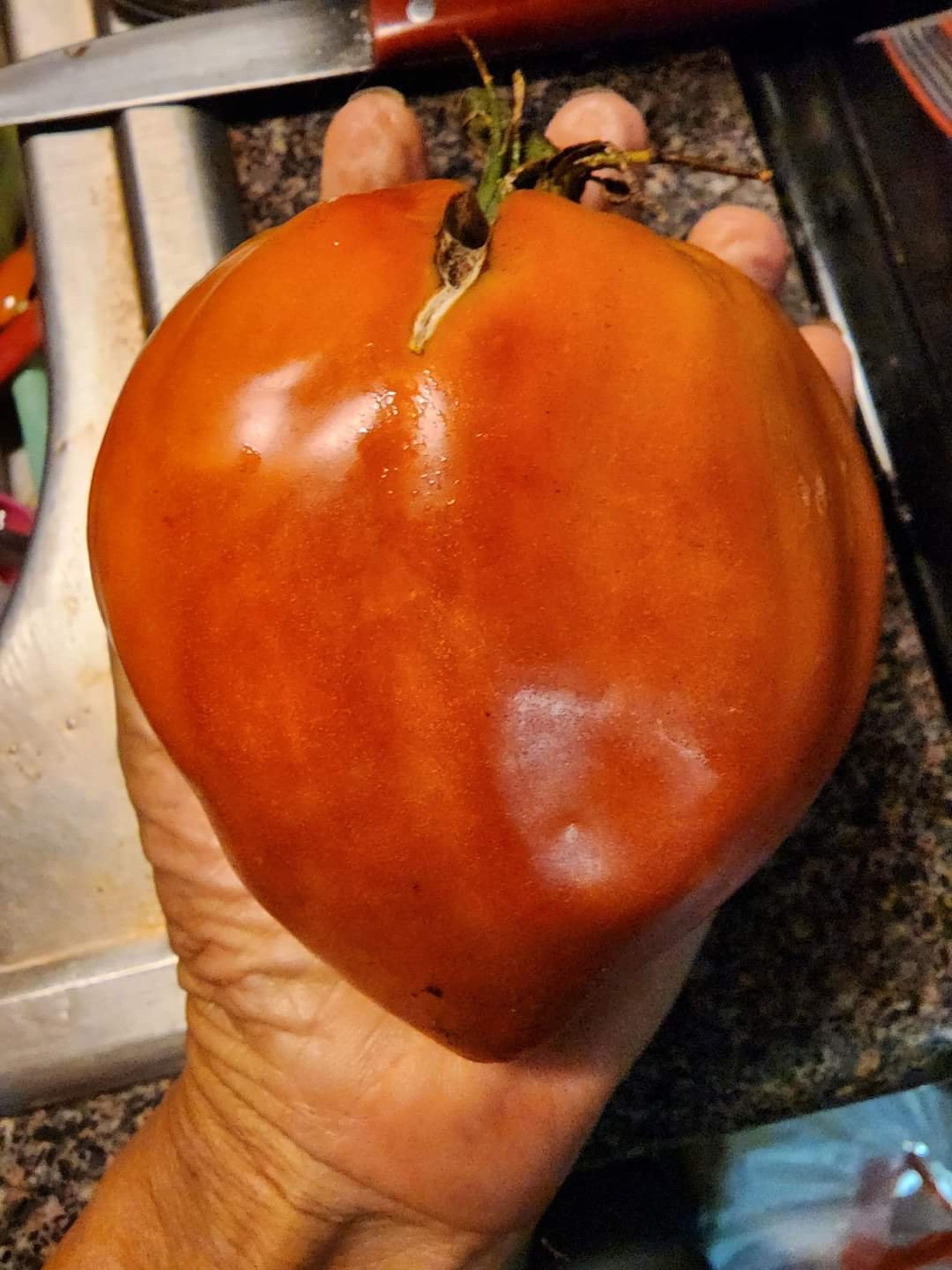 Curtis Cheek Tomato - Etsy