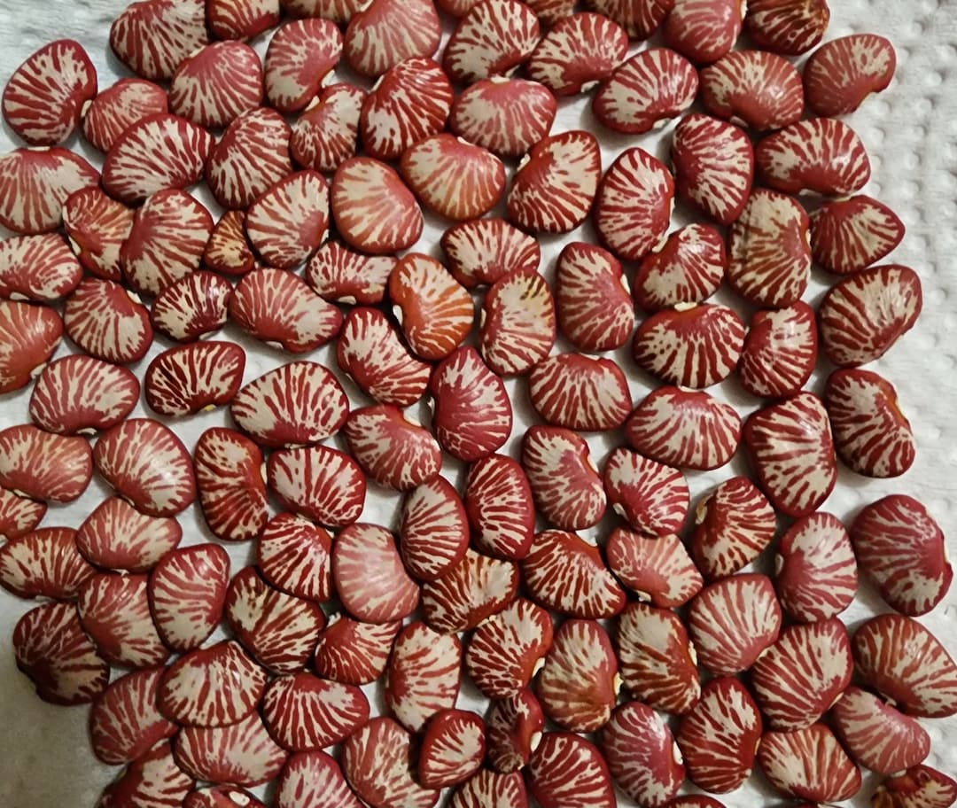 Ping Zebra Lima Bean *VERY RARE* Phaseolus Lunatus - Etsy