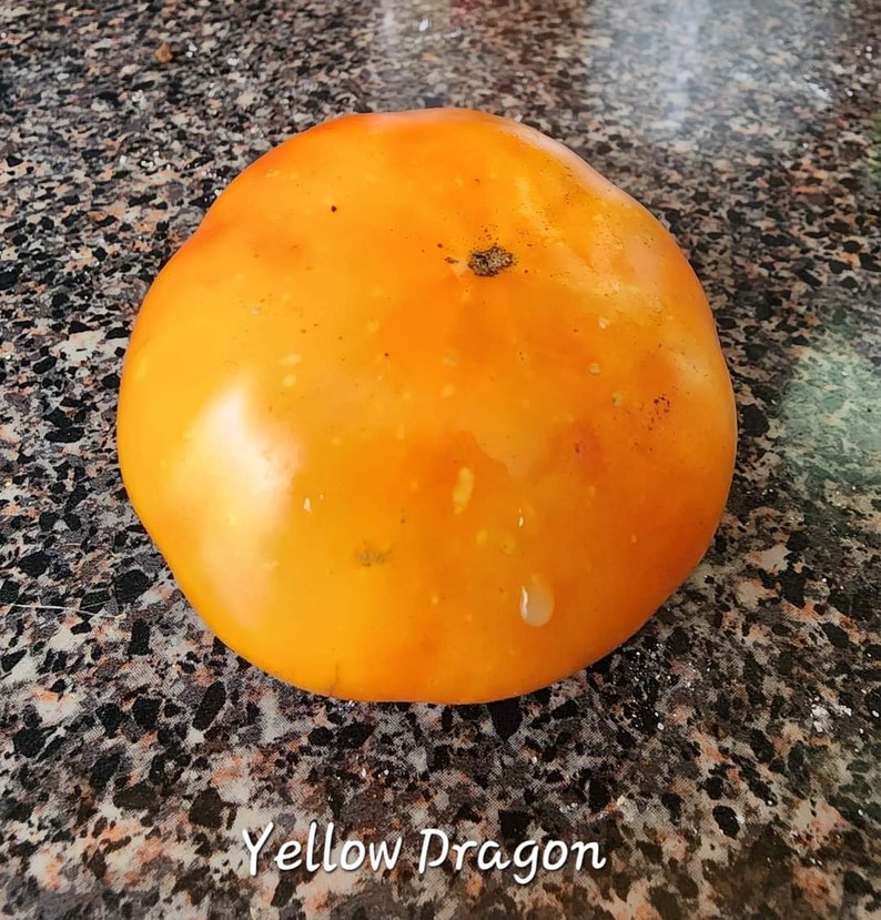 Yellow Dragon Tomato - Etsy
