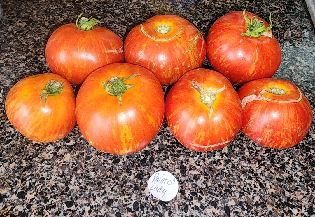 Painted Lady Tomato Seeds - Etsy