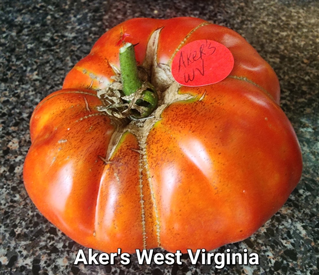 Aker's West Virginia Tomato - Etsy
