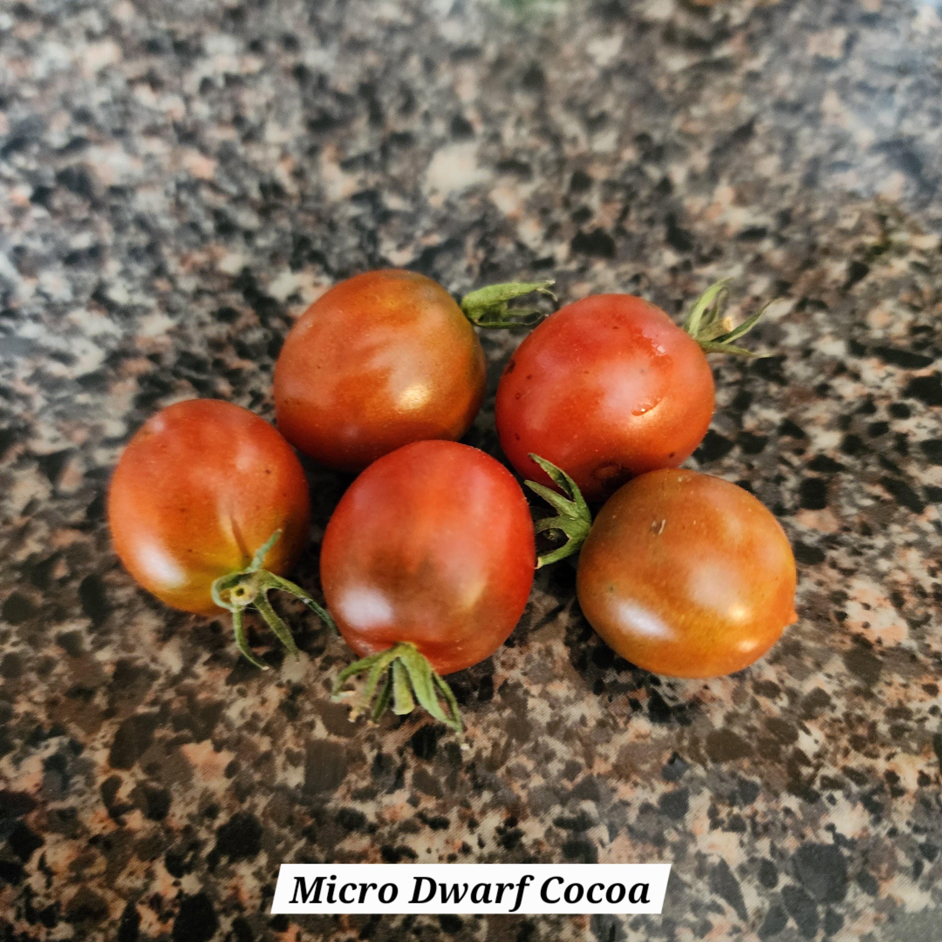 Micro Dwarf Cocoa Tomato Seeds - Etsy