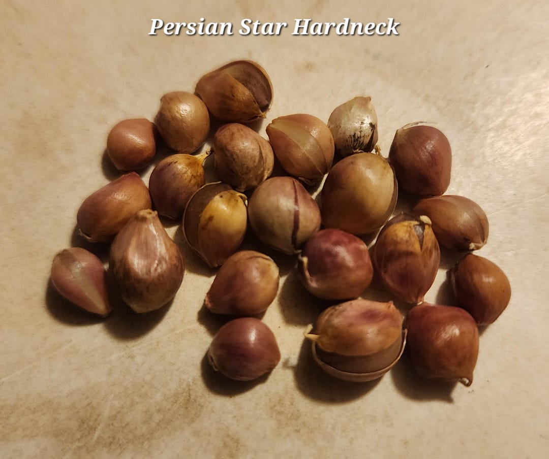 Persian Star Hardneck Garlic Bulbils - Etsy