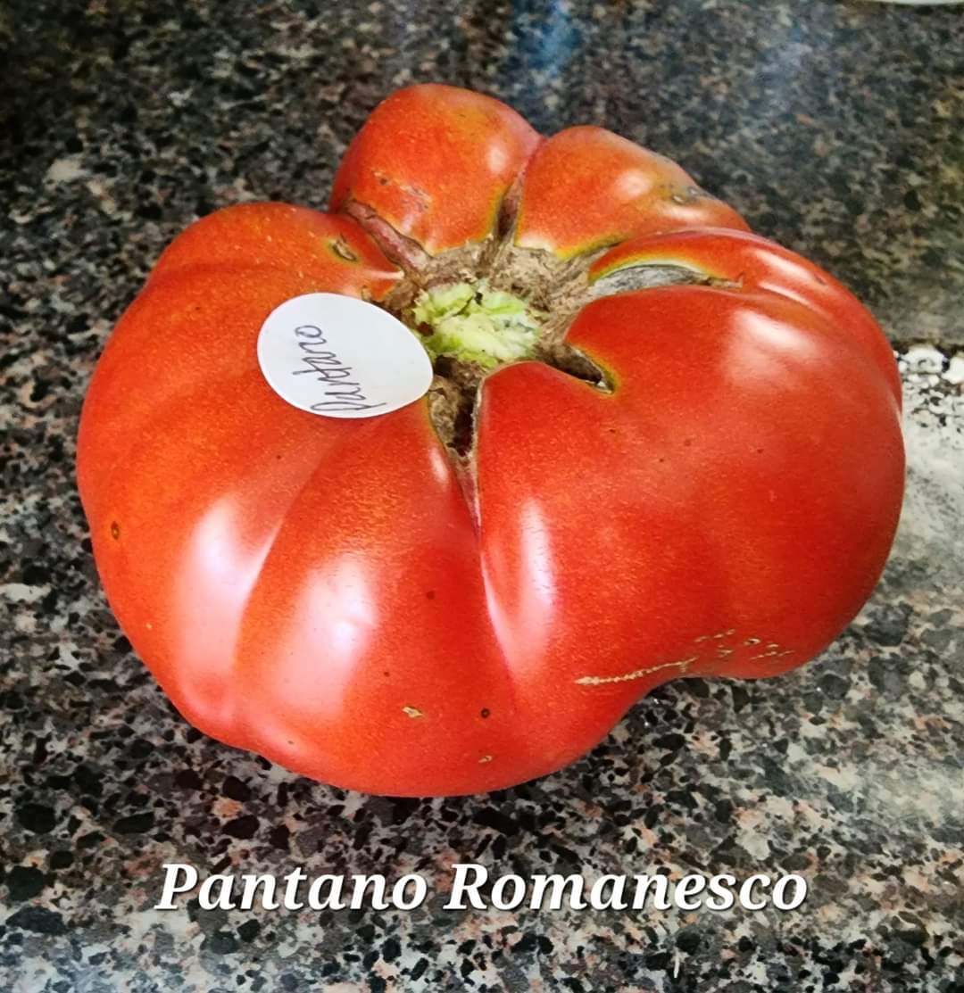Pantano Romanesco Tomato - Etsy