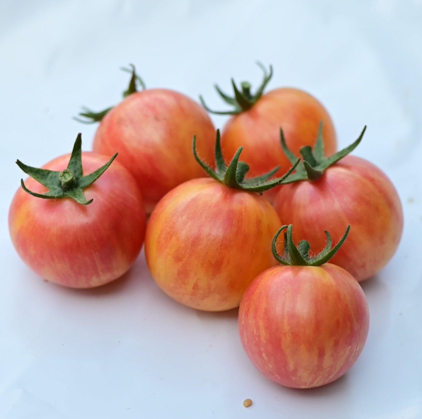 Tropical Sunset Tomato - Etsy