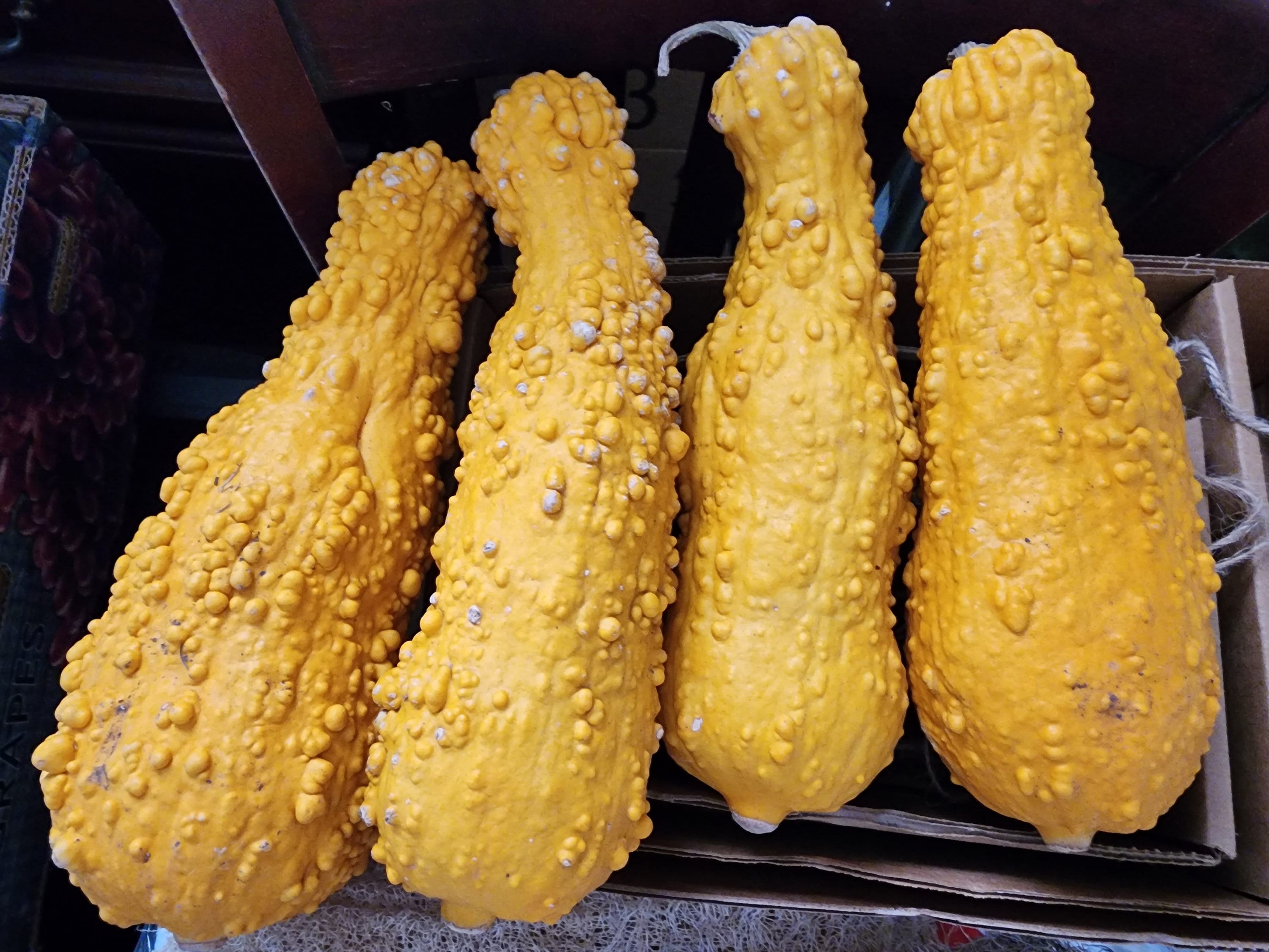 Organic Rugosa Friulana Summer Squash - Etsy