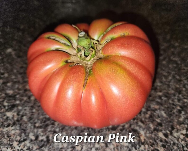 Caspian Pink Tomato, 10 Seeds - Etsy