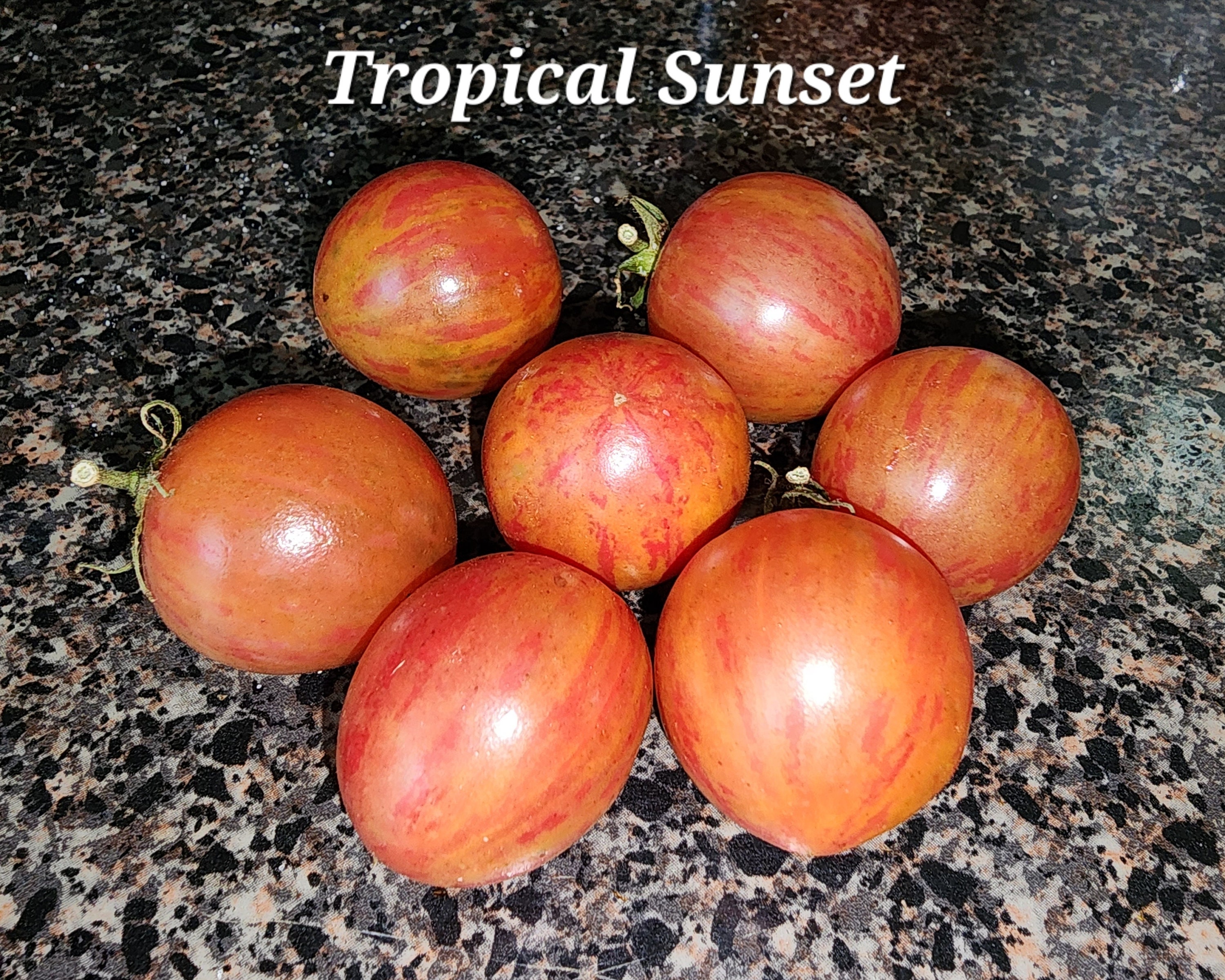Tropical Sunset Tomato - Etsy