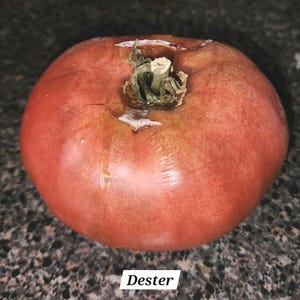 Dester Tomato, 10 Seeds - Etsy