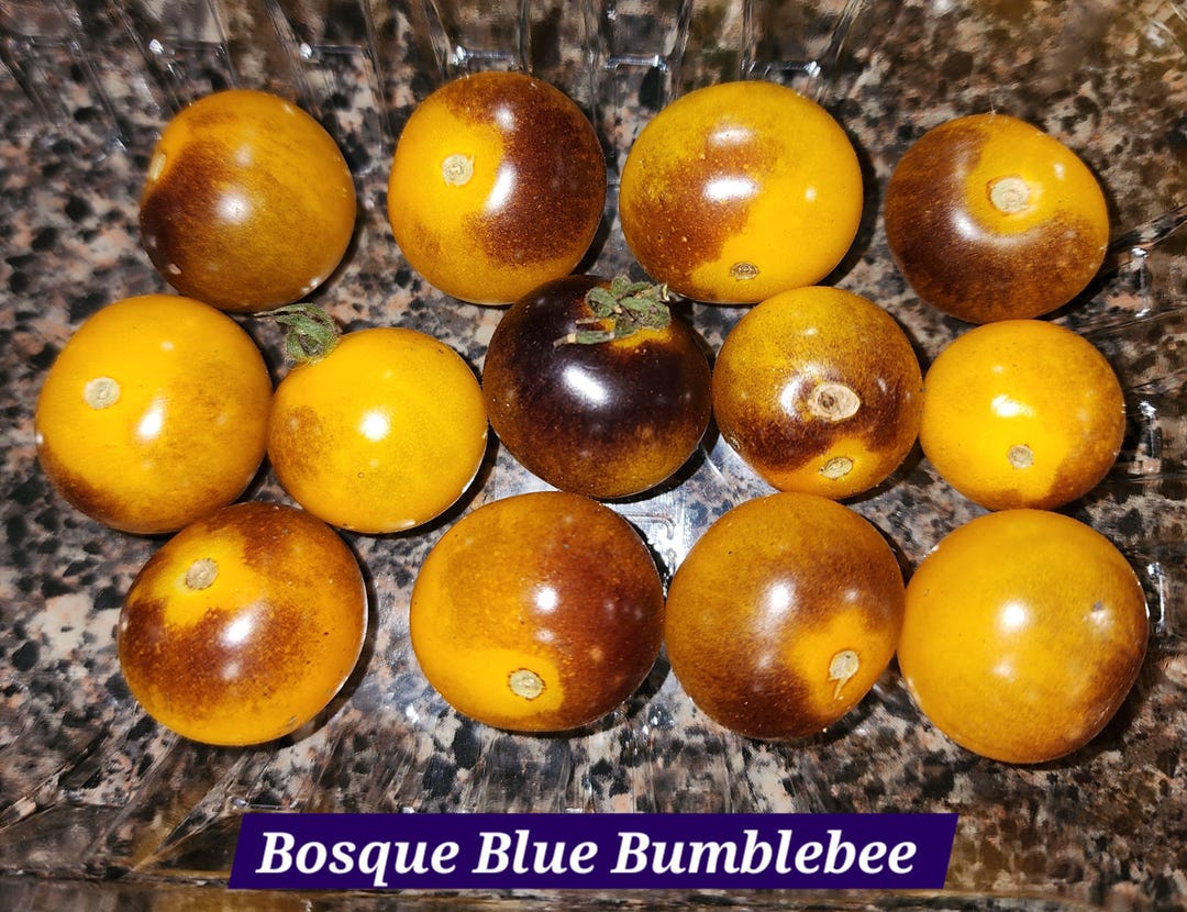 Bosque Blue Bumblebee Tomato, 10 Seeds - Etsy