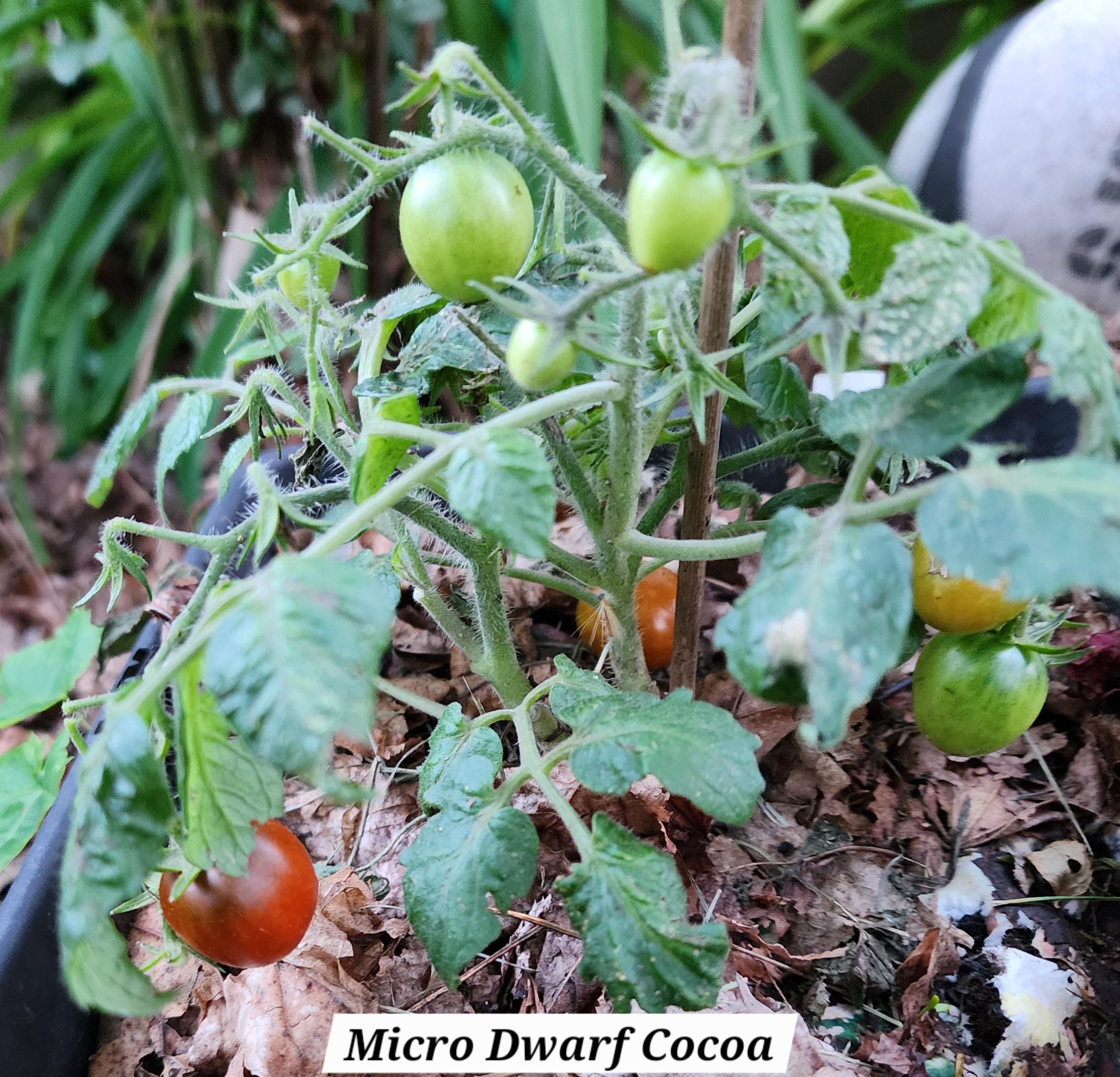 Micro Dwarf Cocoa Tomato Seeds - Etsy
