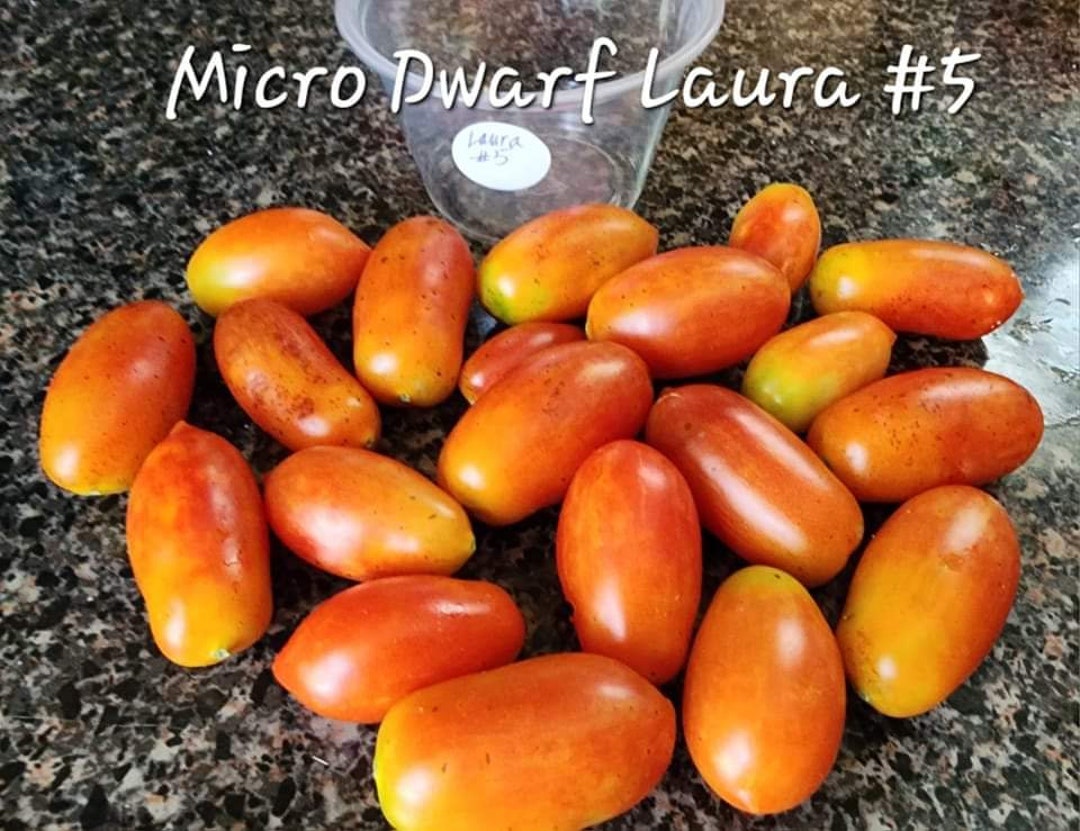 Micro Dwarf Laura #5 Tomato - Etsy