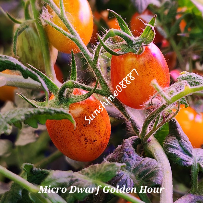 Micro Dwarf Golden Hour Tomato Seeds - Etsy