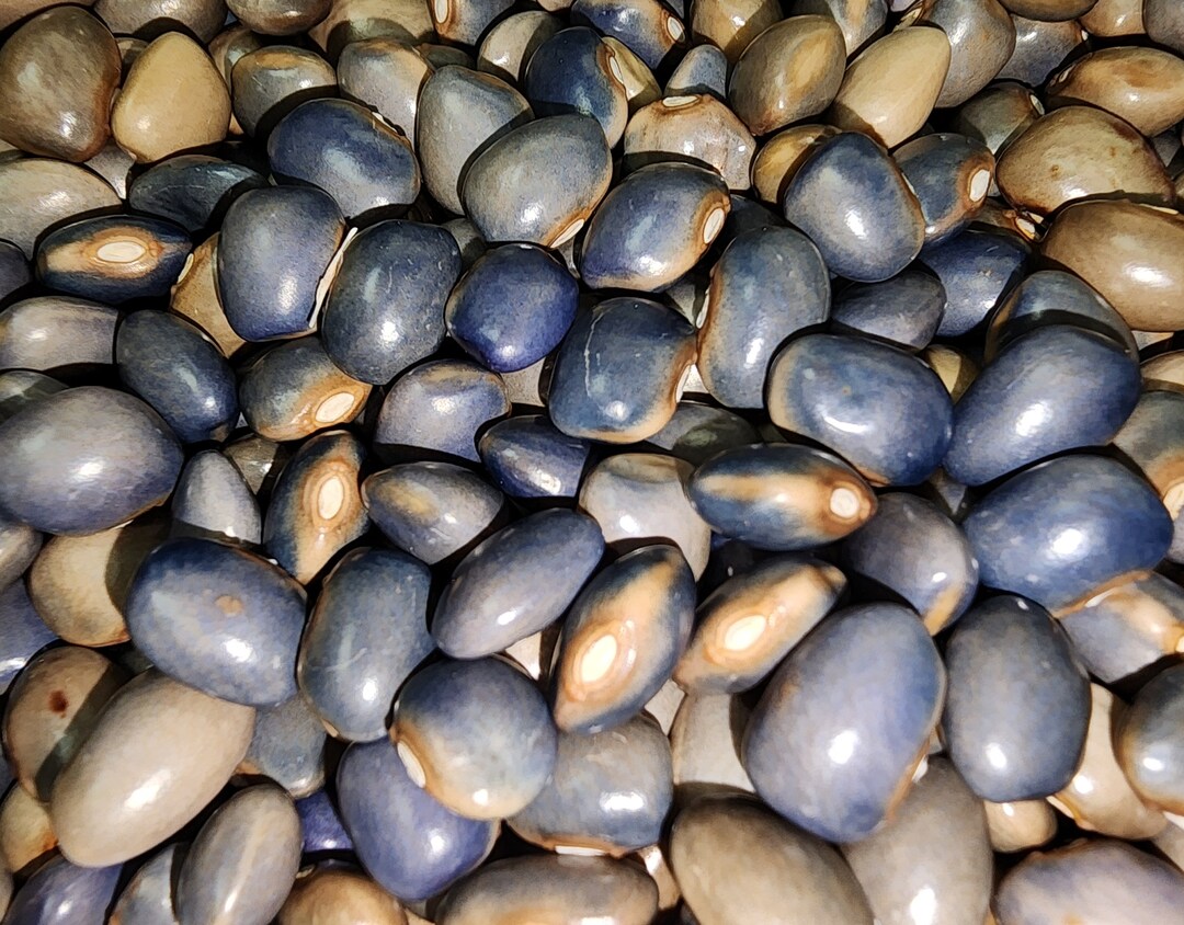 Nonna Agnes Blue Pole Bean - Etsy