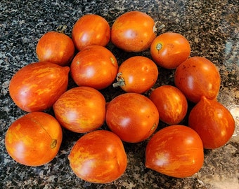 Fuzzy Wuzzy Dwarf Tomato - Etsy