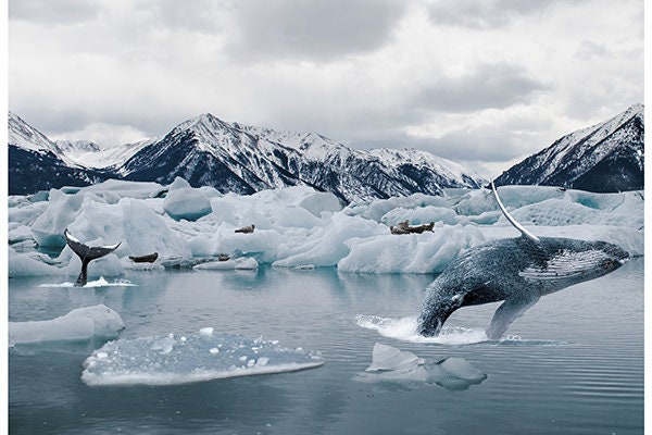 Cold Play Call of the Wild Quilt Pattern, 54" X 62.5, Skill Level ...