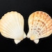 Flat Ribbed Scallop Sea Shell PAIR Decatopecten Radula Natural ...